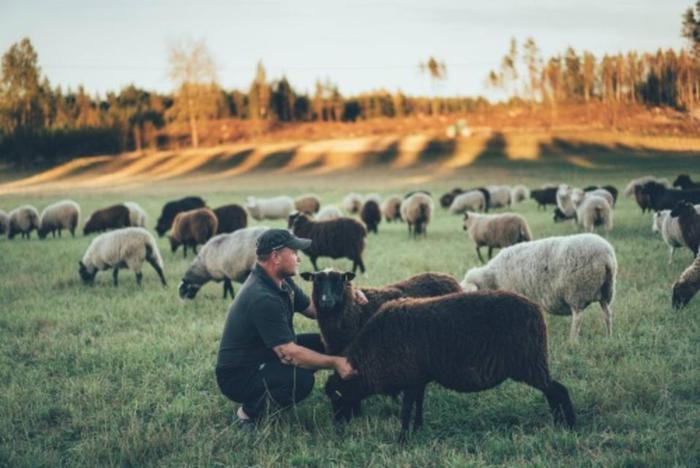 Peltosaari - Finnish Sheep Farm